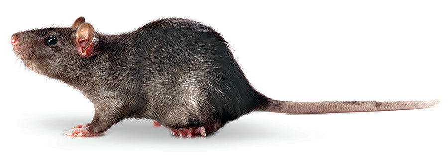 Brown Norway Rats – Keymax Technology