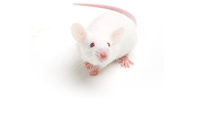 BALB/c Mice – Keymax Technology
